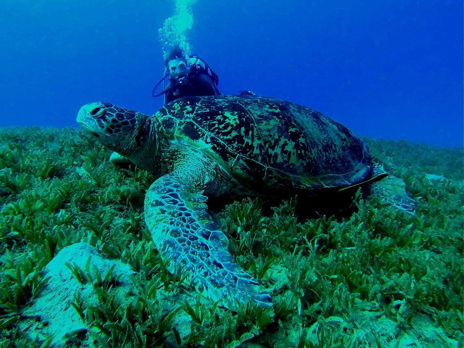 Tauchen in Hawaii - Hawaii Reise Tipps